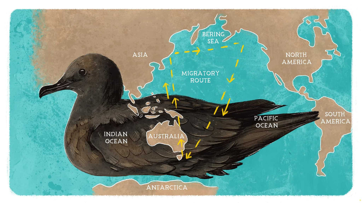 Tasmania's Birdlife By Eric Woehler – Keep Tassie Wild